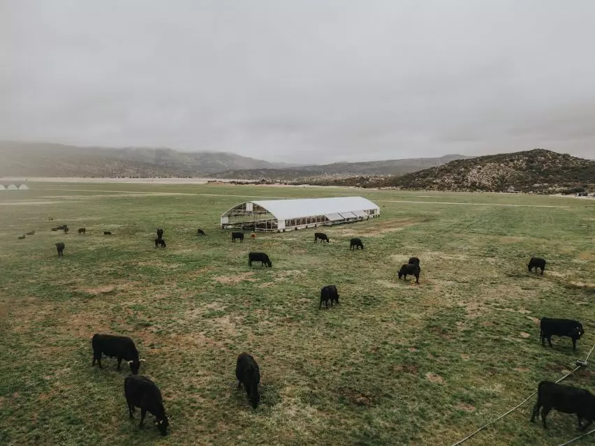 Skats no gaisa uz fermu ar liellopiem, kas ganās ganībās, un automatizētu kūts novietni fonā