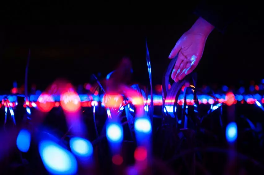 Primer plano de cultivos en la instalación Grow de Studio Roosegaarde