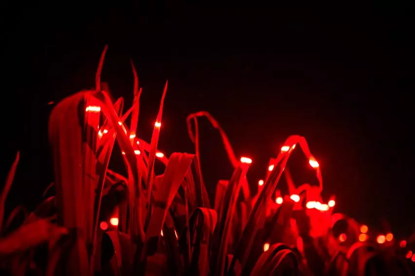 Luz roja en la instalación Grow de Studio Roosegaarde