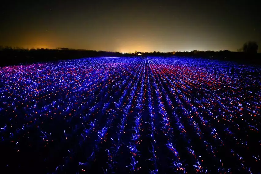 Amplia vista de la instalación Grow de Studio Roosegaarde