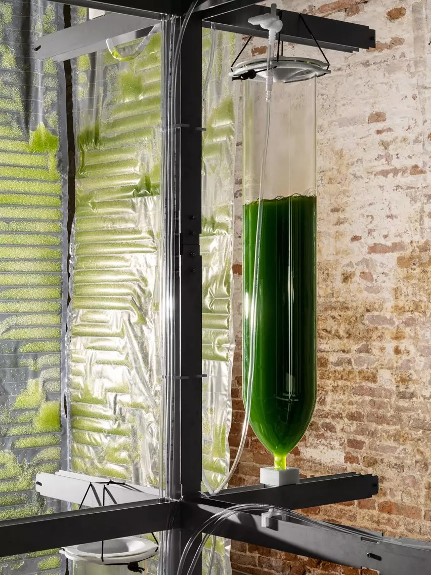 DIY khoom siv hauv tsev rau kev loj hlob algae