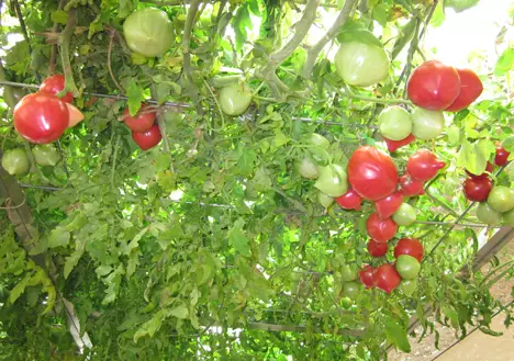 חווה עירונית פאסונה