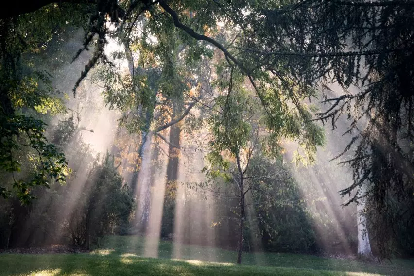 キューガーデンの緑の木々を通る光線の写真