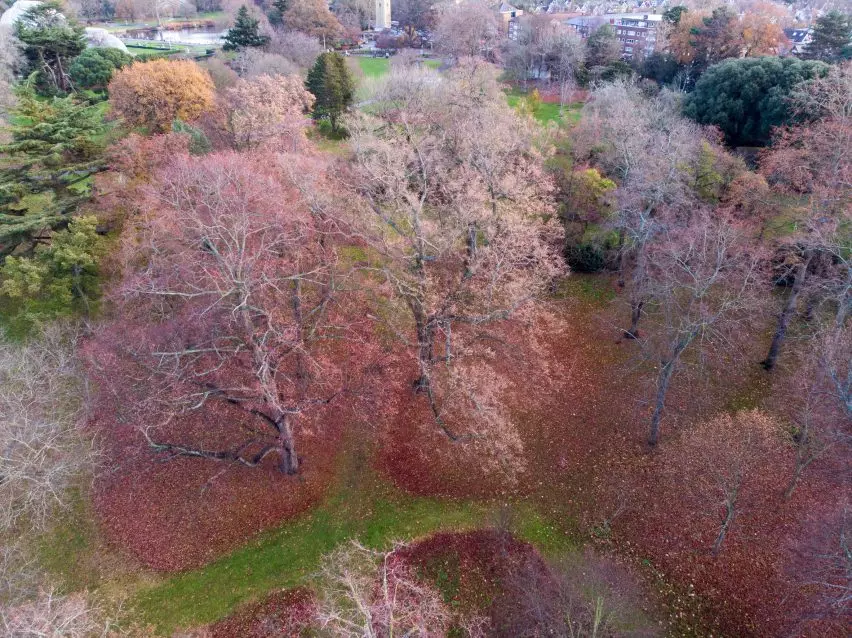Una fotografia degli alberi di Kew in autunno