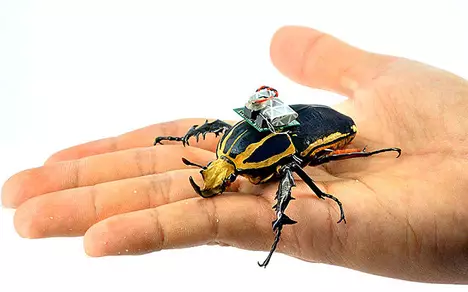 Cyborg Käfer vun engem Team vun der Nanyang Technological University zu Singapur an der University of California Berkley