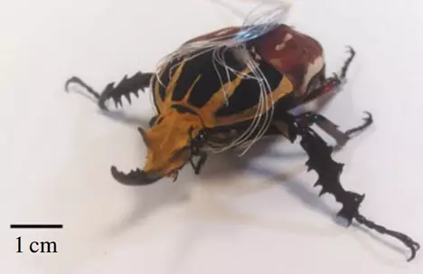 Cyborg beetles ng isang team mula sa Nanyang Technological University sa Singapore at sa University of California Berkley