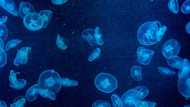The element luciferin e lumella jellyfish ho ntša leseli . Setšoantšo: Shutterstock