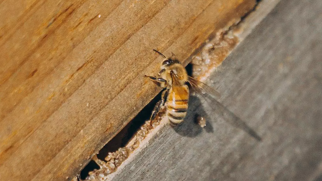 Pilsētām trūkst zaļo zonu, lai atbalstītu "neilgtspējīgu" biškopības uzplaukumu