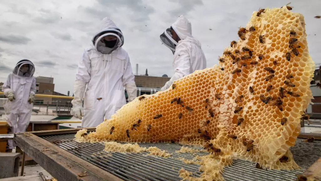 Neri Oxman's Synthetic Apiary II mêşên hingiv lêkolîn dike da ku nêrînên sêwiranê berhev bike