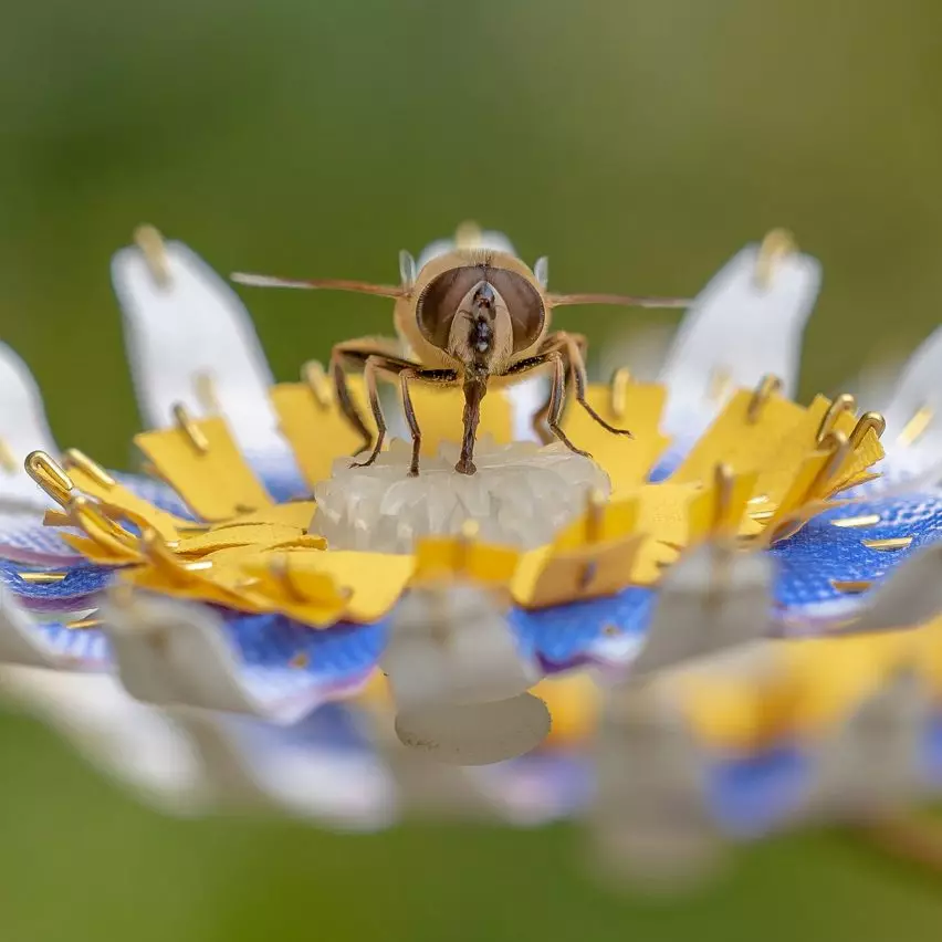 Sieben städtische Zufluchtsorte für Bienen, die in Städten leben