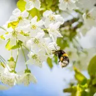 Bee Saving Paper kéint d'Bienenbevëlkerung vum Rand zréck bréngen 2532_7