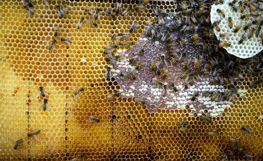 Sintetikong apiary ng Neri Oxman