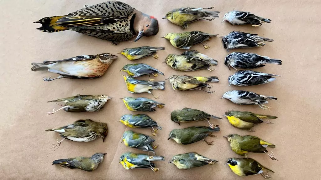 Le public "n'est pas au courant des milliards de morts d'oiseaux causées par les bâtiments en verre"