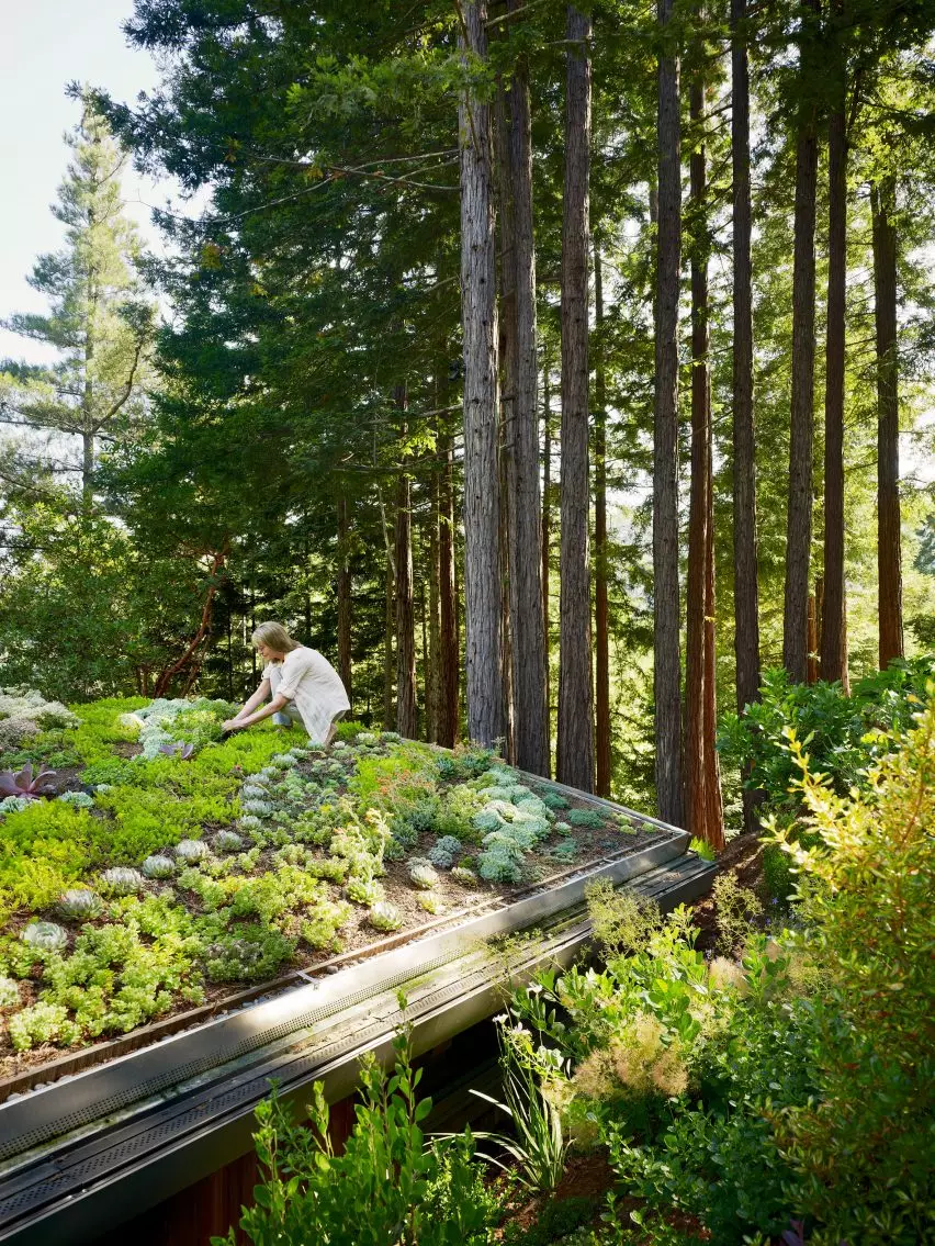 Mill Valley Cabins ku Feldman Arsitéktur