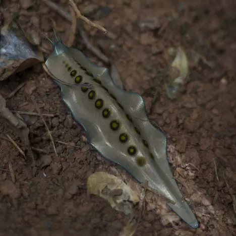 Bioremediating synthetic slug na Alexandra Daisy Ginsberg