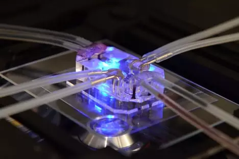 Organs-on-Chips door het Wyss Institute for Biologically Inspired Engineering