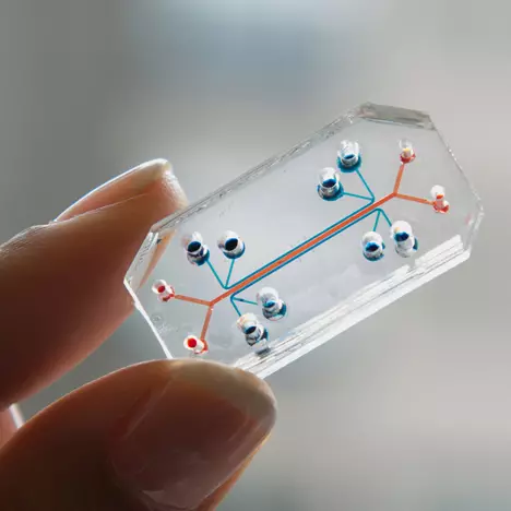 Organs-on-Chips door het Wyss Institute for Biologically Inspired Engineering