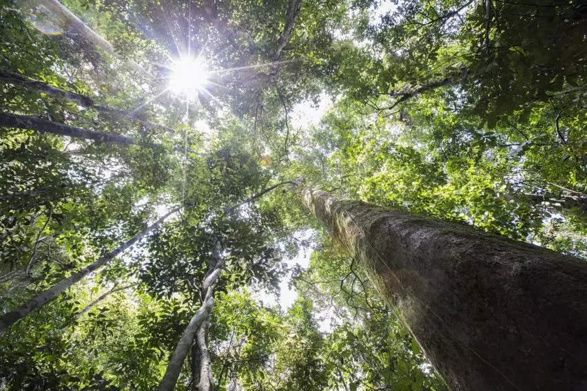 Zokambirana za Timber Trade Federation za mpikisano wosintha nyengo