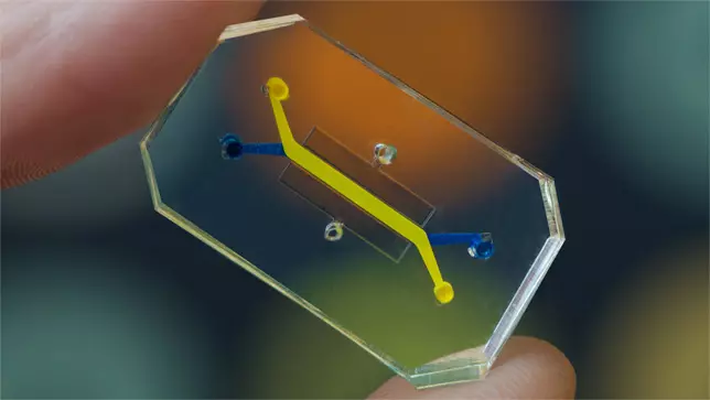 Human Organs-on-Chips pa Wyss Institute, Inivèsite Harvard