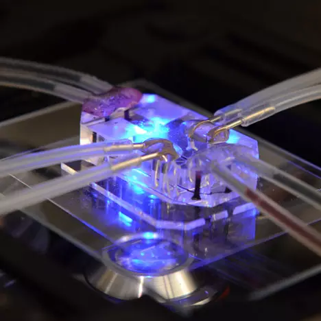 Harvard Human Organ on Chip gajnas Dezajno de la Jaro 2015