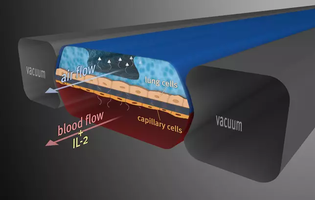 Human Organs-on-Chips pa Wyss Institute, Inivèsite Harvard