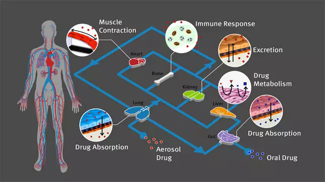 Organs-on-Chips ta Cibiyar Wyss, Jami'ar Harvard