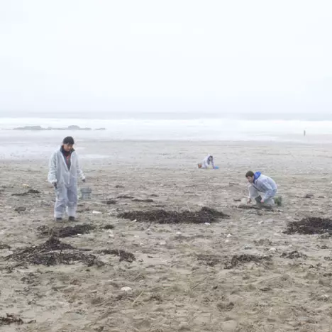 Морското столче од Александар Гроувс, Азуса Мураками и Кирен Џонс