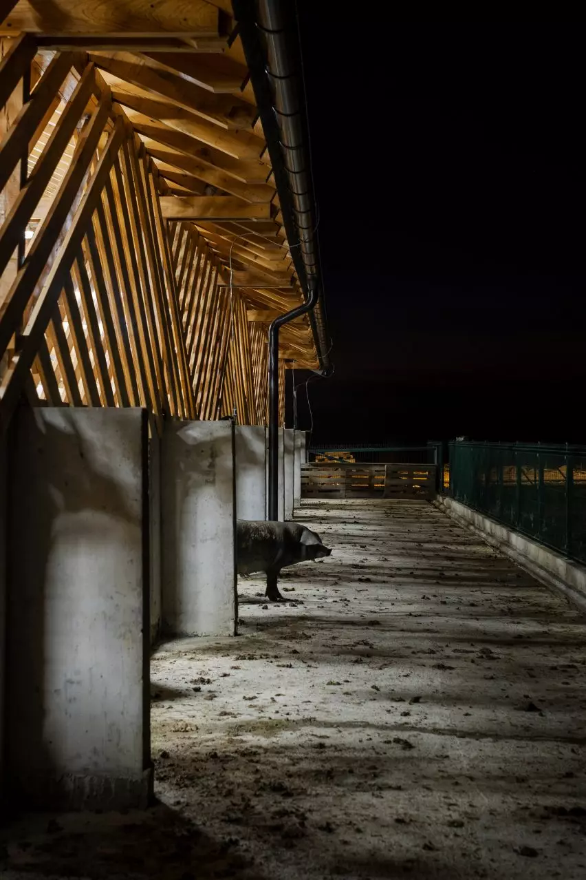 Il-majjal joħroġ mill-barn imdawwal eko farm bil-lejl fi Slavonja