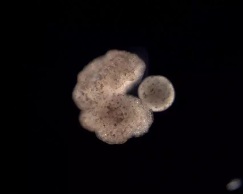 पीएसी-मैन-शेप्ड पैरेंट ज़ेनोबोट गोल बेबी ज़ेनोबोट के बगल में