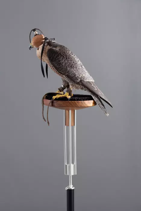 Falconry perches dening Posa