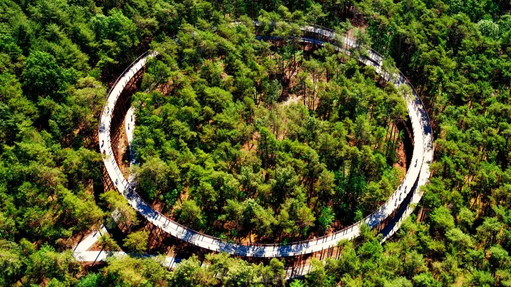 वृत्ताकार साइकलिंग पथ उठा हुआ बेल्जियन जंगल के 360-डिग्री दृश्य प्रस्तुत करता है