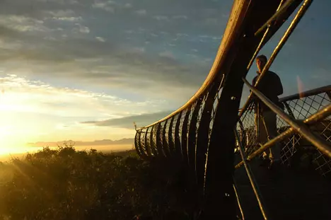 La pasarela del dosel Boomslang por Mark Thomas y Henry Fagan