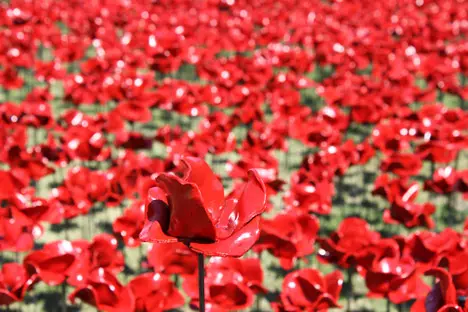 Pag-install ng Blood Swept Lands at Seas of Red poppies sa Tower of London